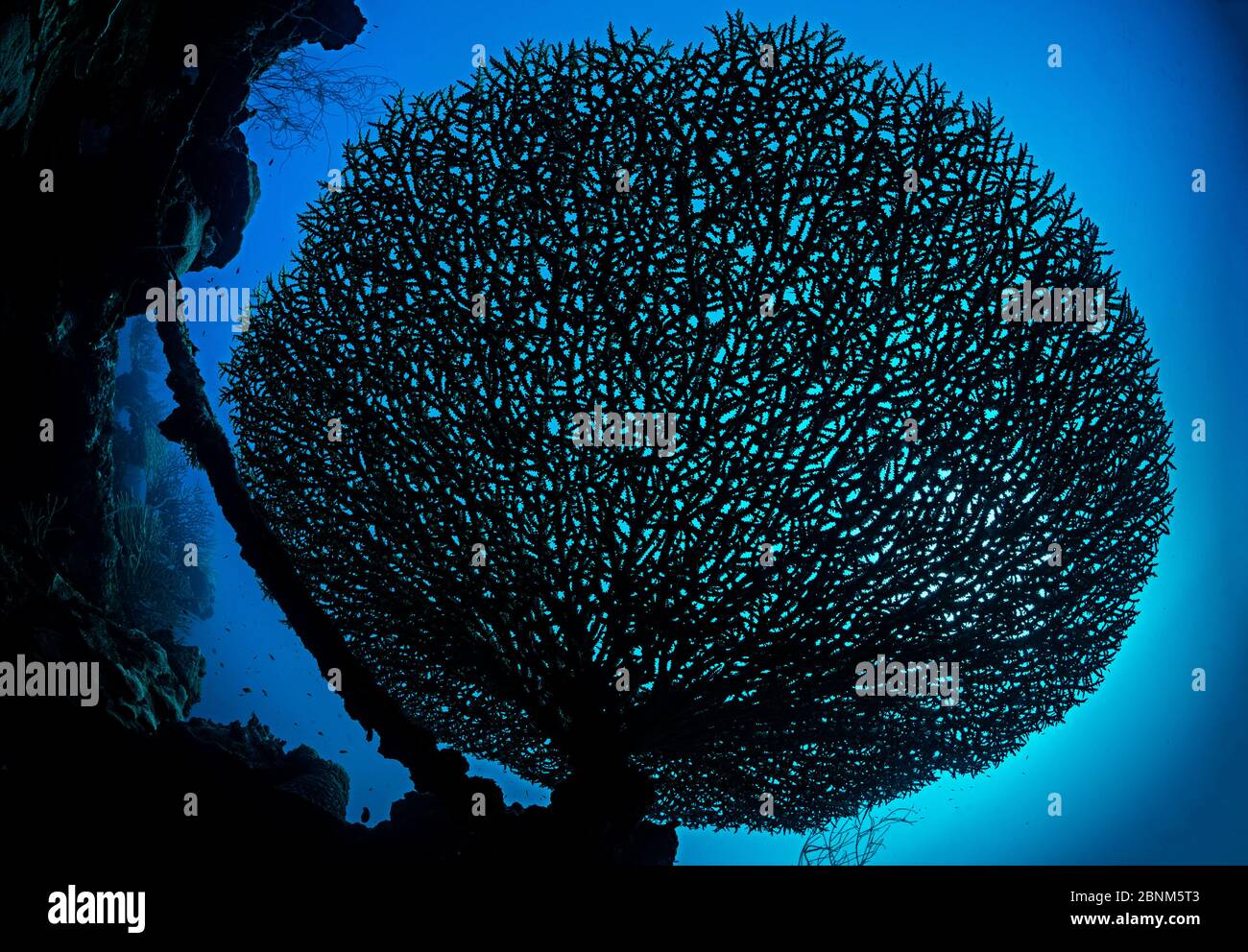 Korror hi-res stock photography and images - Alamy