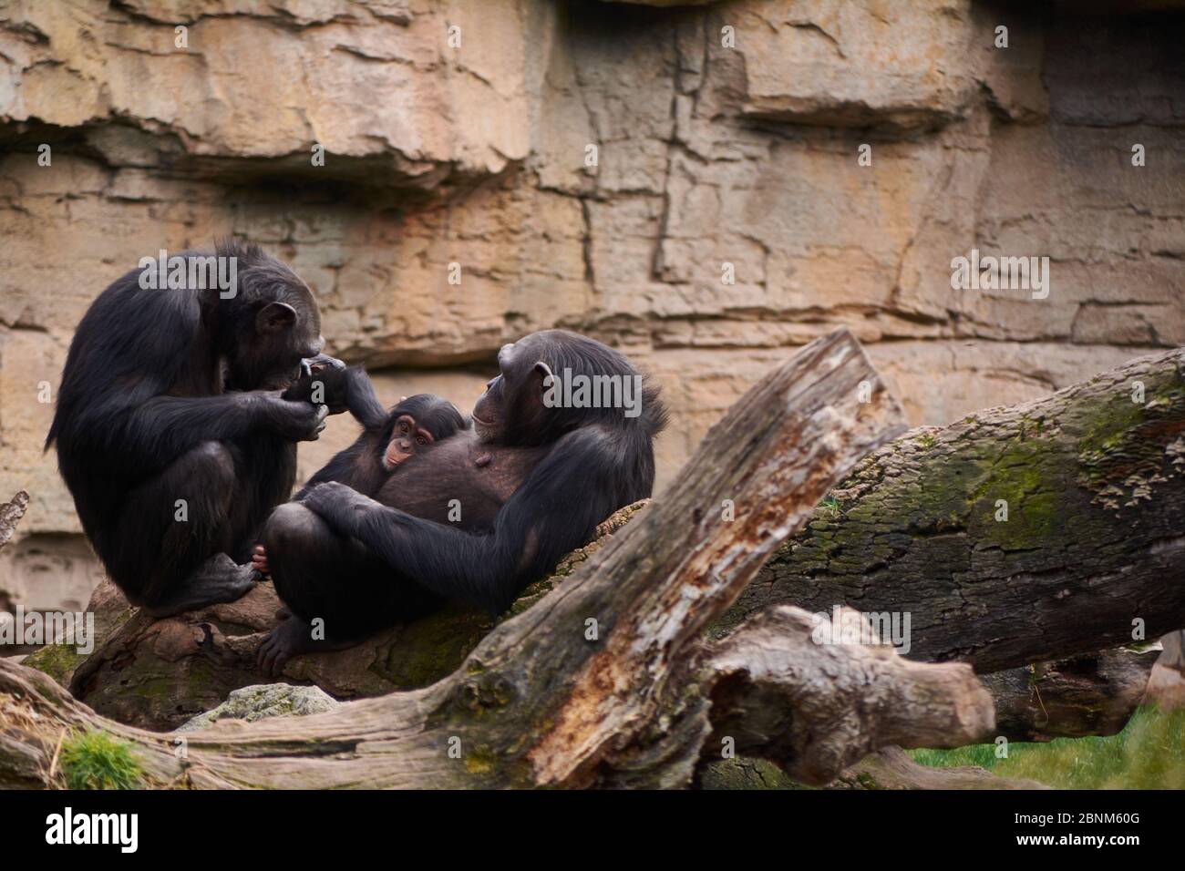 Two female chimpanzees caring for young, mother's love, large tree ...