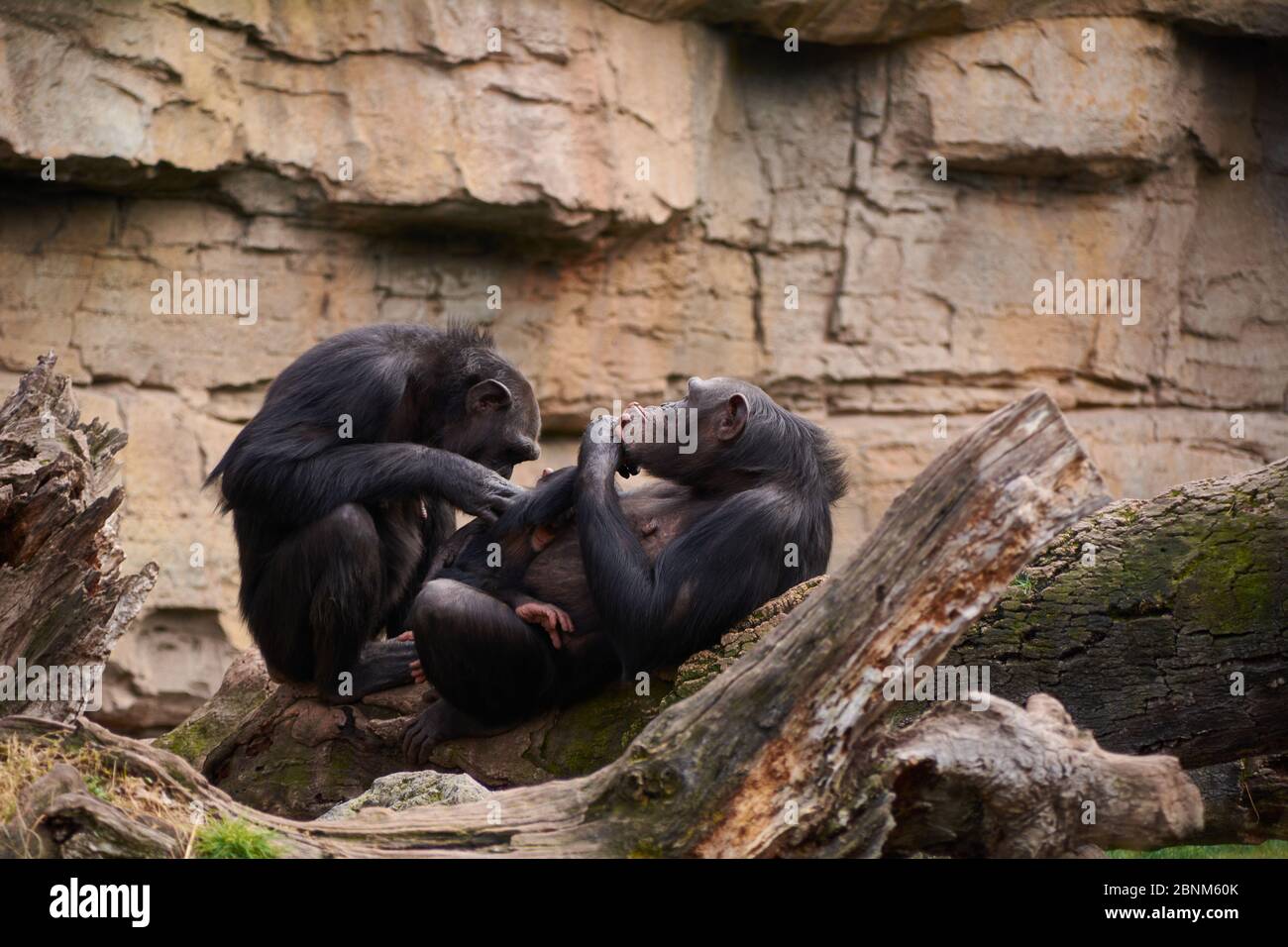 Two female chimpanzees caring for young, mother's love, large tree ...