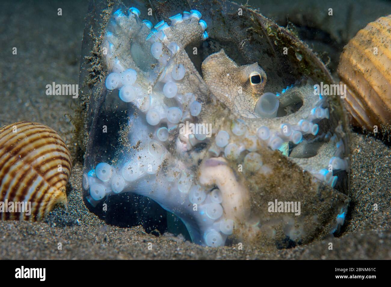 Octopus underwater together hi-res stock photography and images - Alamy