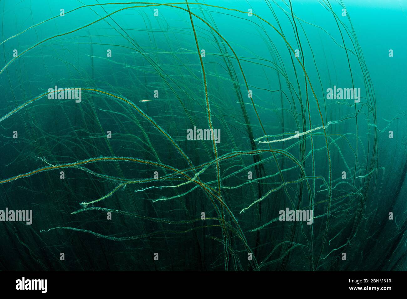 Bootlace weed / Mermaid's hair (Chorda filum) Porthkerris, Lizard ...