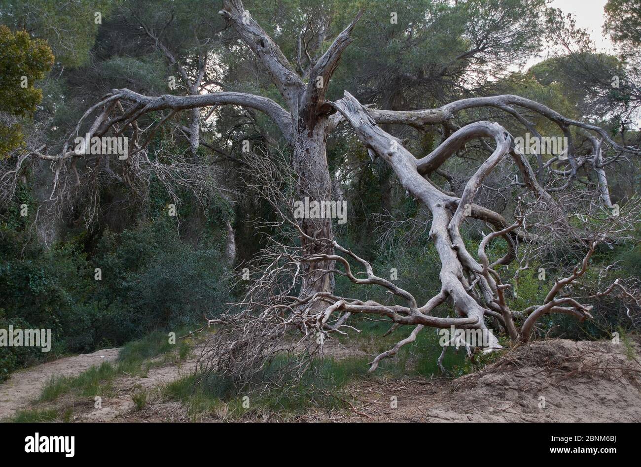 The mysterious tree hugs you with its branches. The end of the days ...