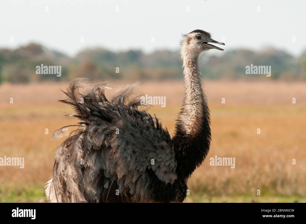 Greater rhea (Rhea americana), Fazenda Baia das Pedras, Pantanal ...