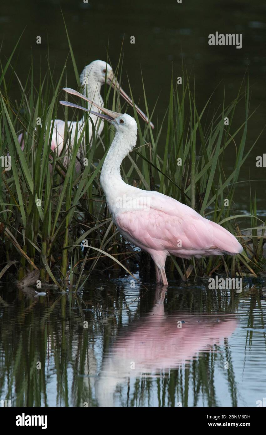 Roseate spoonbill (Platalea ajaja) male displaying to female with its ...