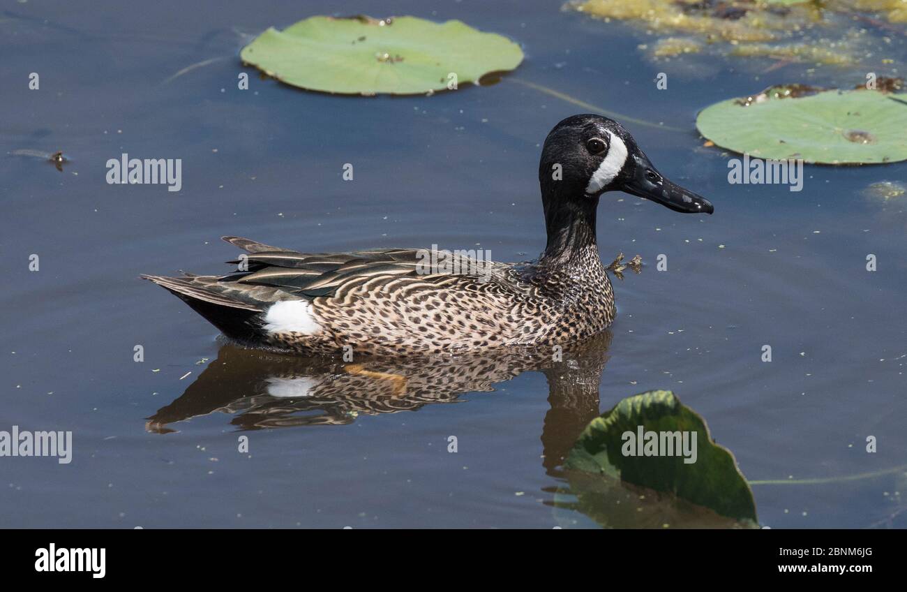 Blue-winged teal (Anas discors) male on water, La Chua Trail, Payne ...