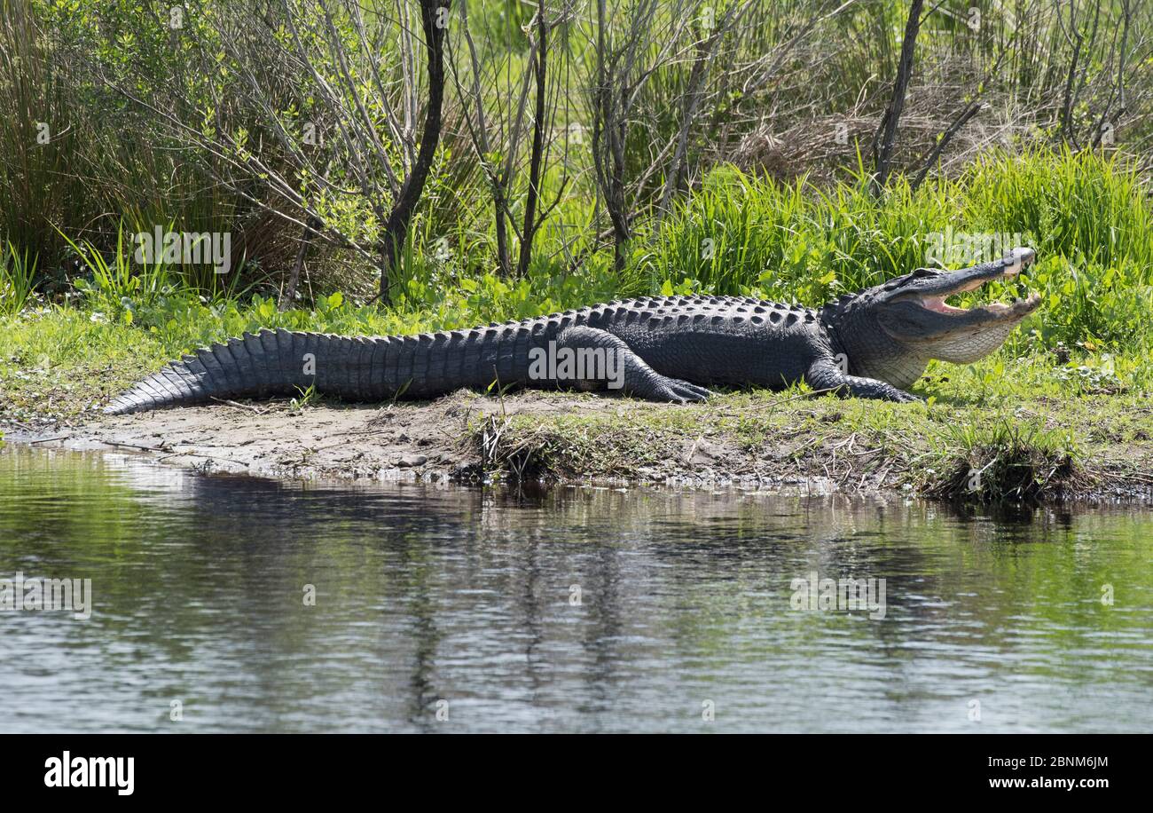 American alligator (Alligator mississippiensis) basking on the side of ...
