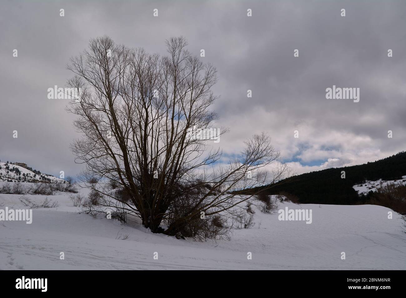 Snowy and cold mountain forest landscape. Loneliness and tranquility ...