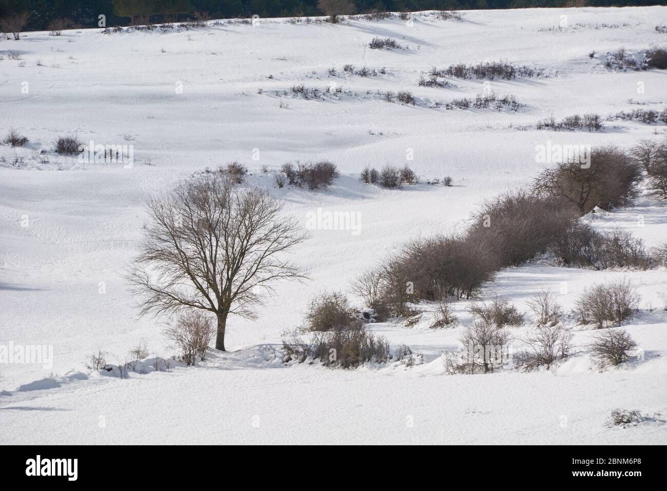 Snowy and cold mountain forest landscape. Loneliness and tranquility ...