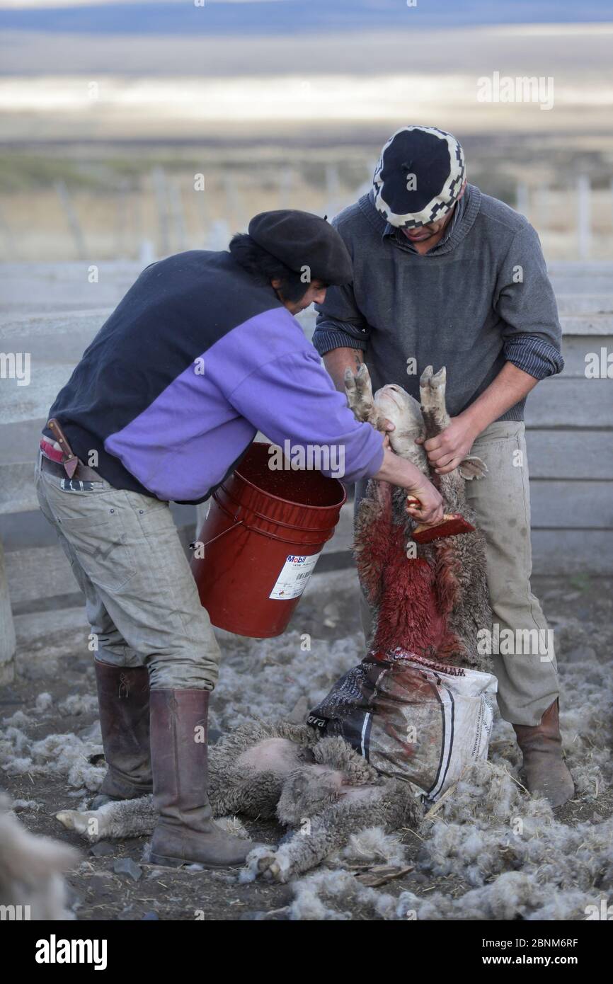 Shepherds painting red onto underside of male sheep. When he mates with ...