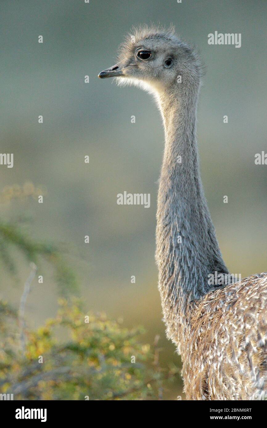Lesser rhea / Darwin's rhea (Rhea pennata) Torres del Paine. Patagonia ...