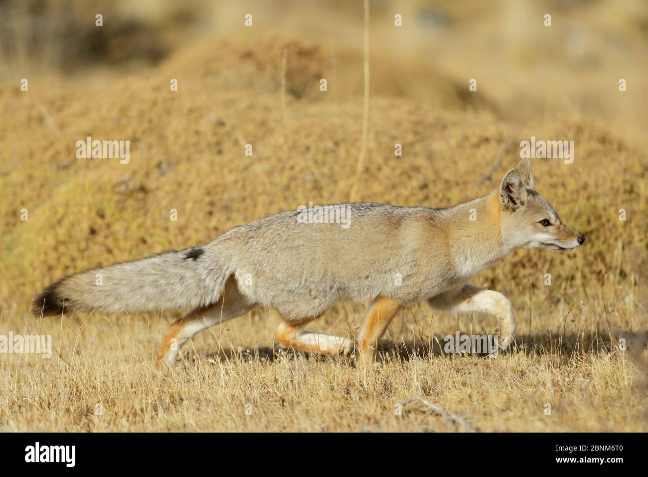 South American grey fox (Lycalopex griseus) Torres del Paine. Patagonia ...