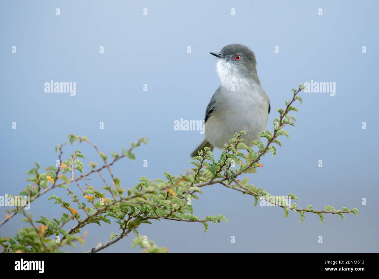 Fire-eyed diucon (Xolmis pyrope) Torres del Paine. Patagonia, Puerto ...