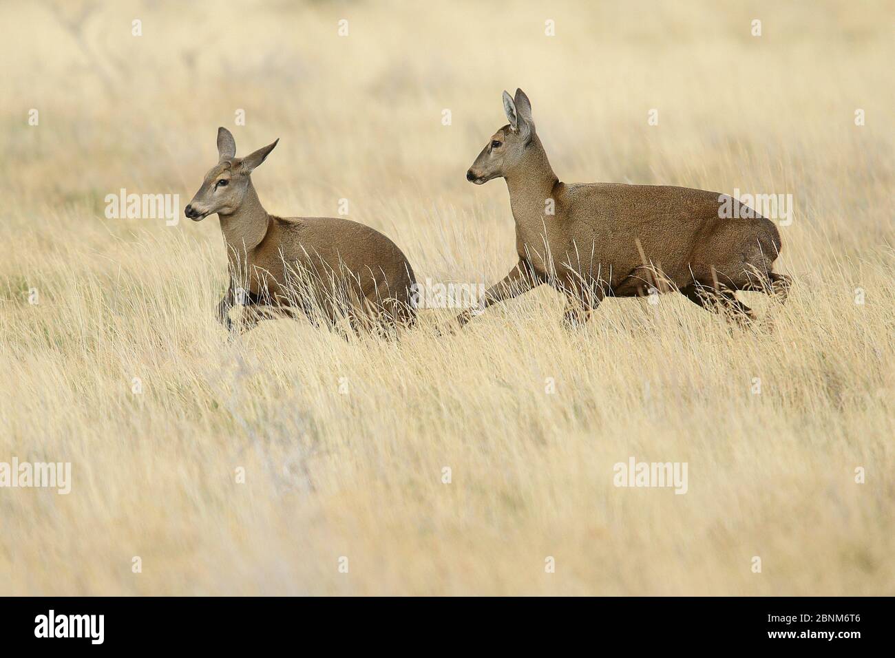 South Andean deer (Hippocamelus bisulcus) running, Torres del Paine ...