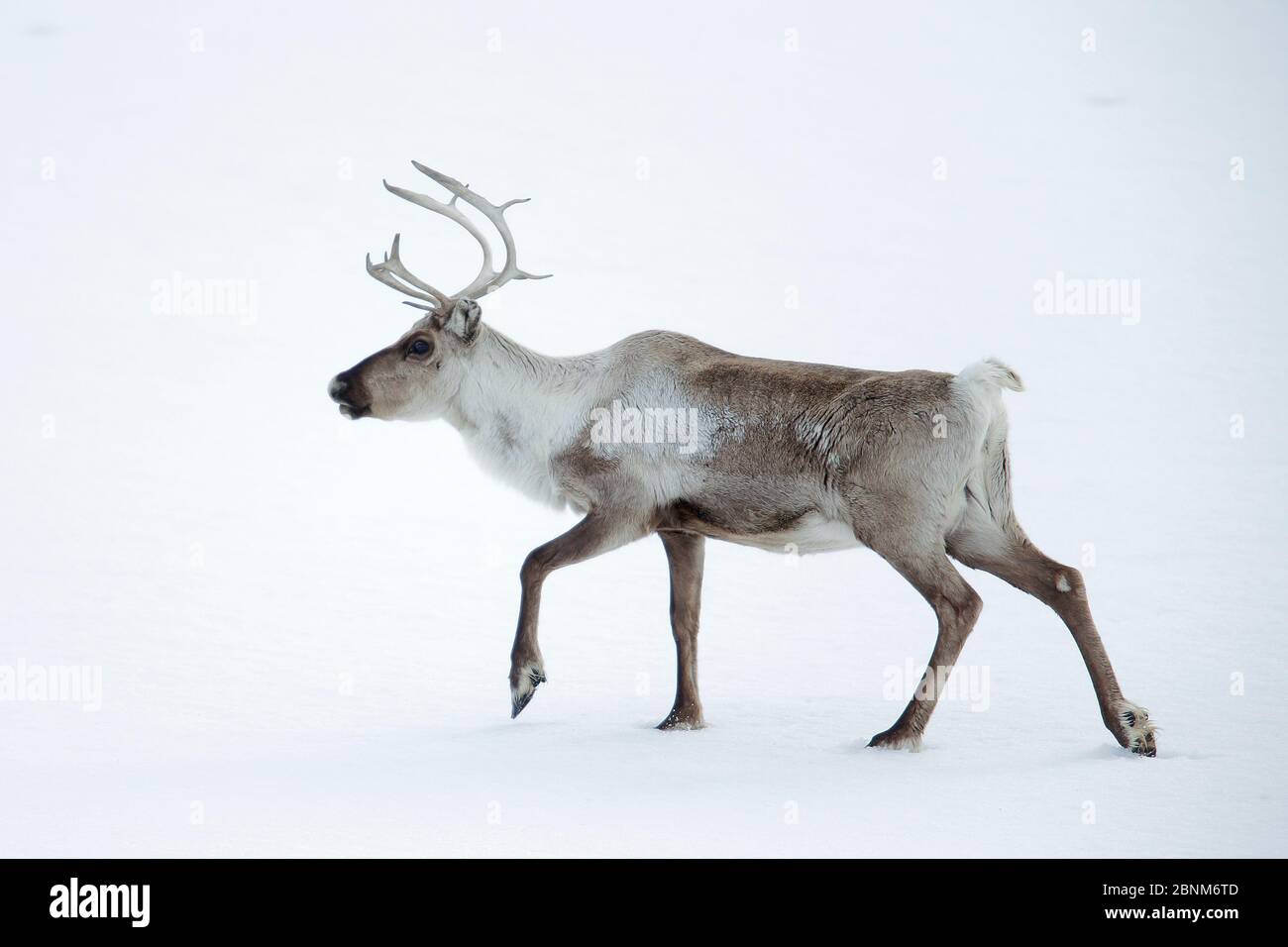 Reindeer (Rangifer tarandus) Sletness Reserve, Gamvik. Finnmark, Norway ...