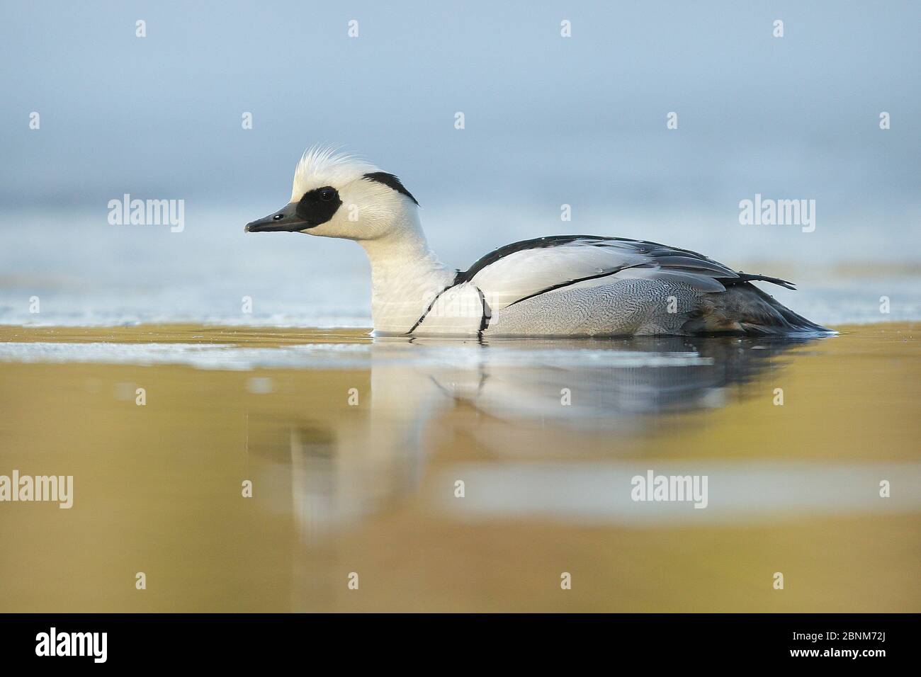 Smew (Mergus albellus) on water, Kuusamo, Finland, May Stock Photo - Alamy