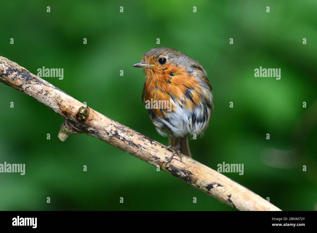 Robin dorset hi-res stock photography and images - Alamy