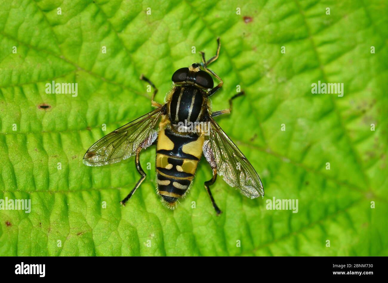 Hoverfly (Helophilus pendulus) on leaf, Dorset, UK, July Stock Photo ...