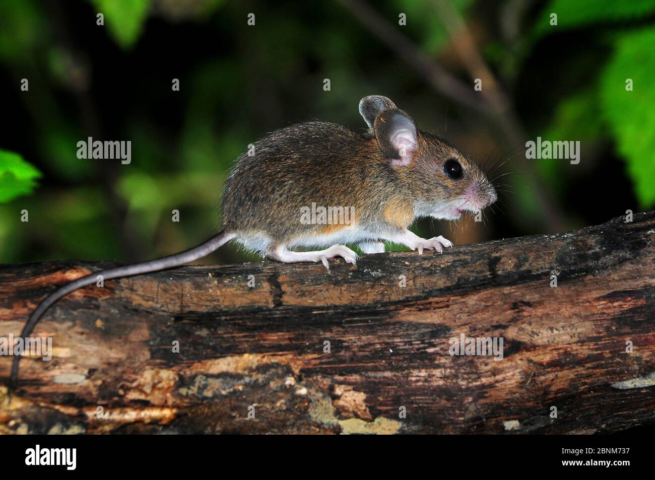 Juvenile Wood mouse (Apodemus sylvaticus) on branch, Dorset, UK ...