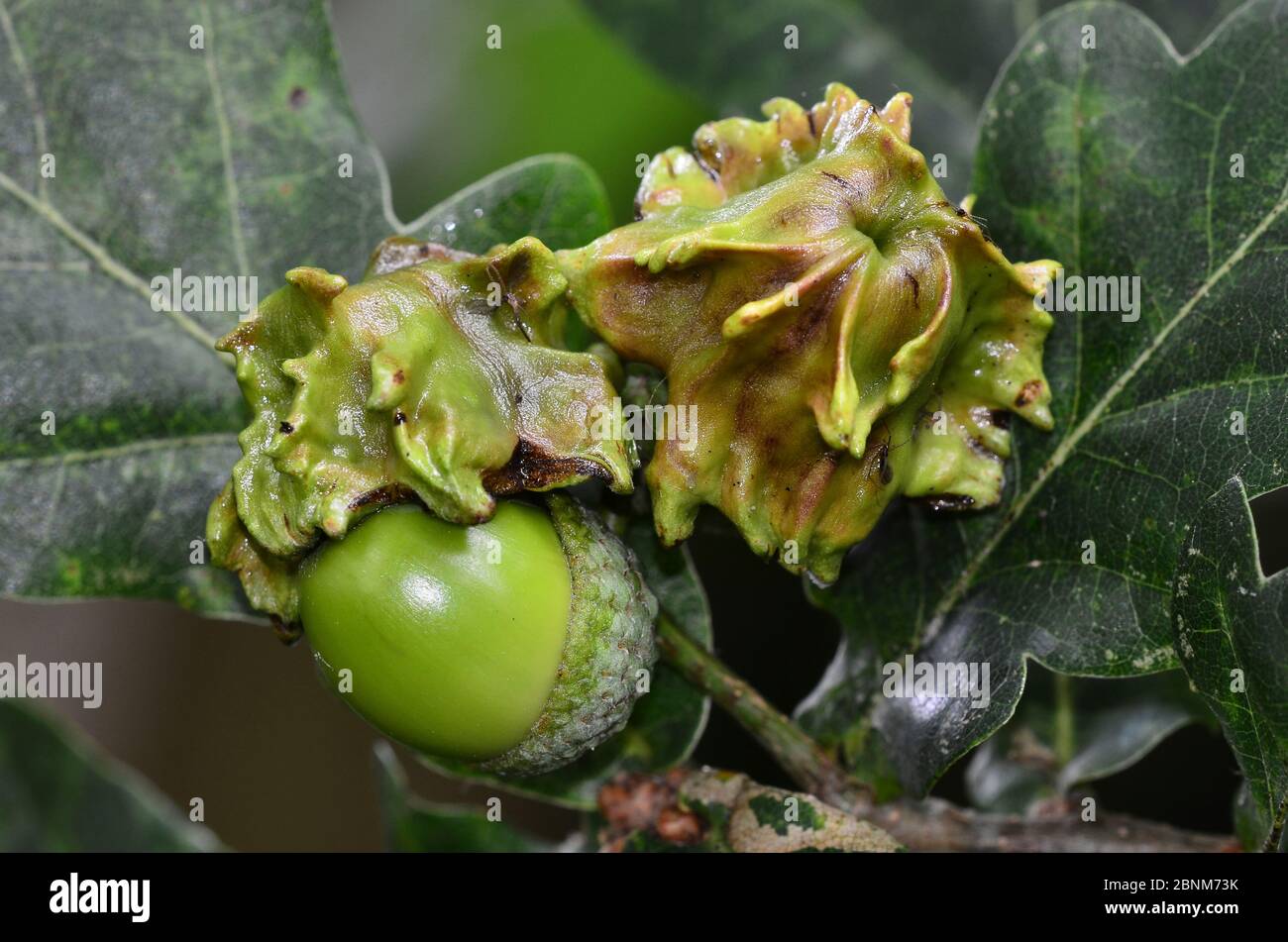 Plant gall great britain hi-res stock photography and images - Alamy