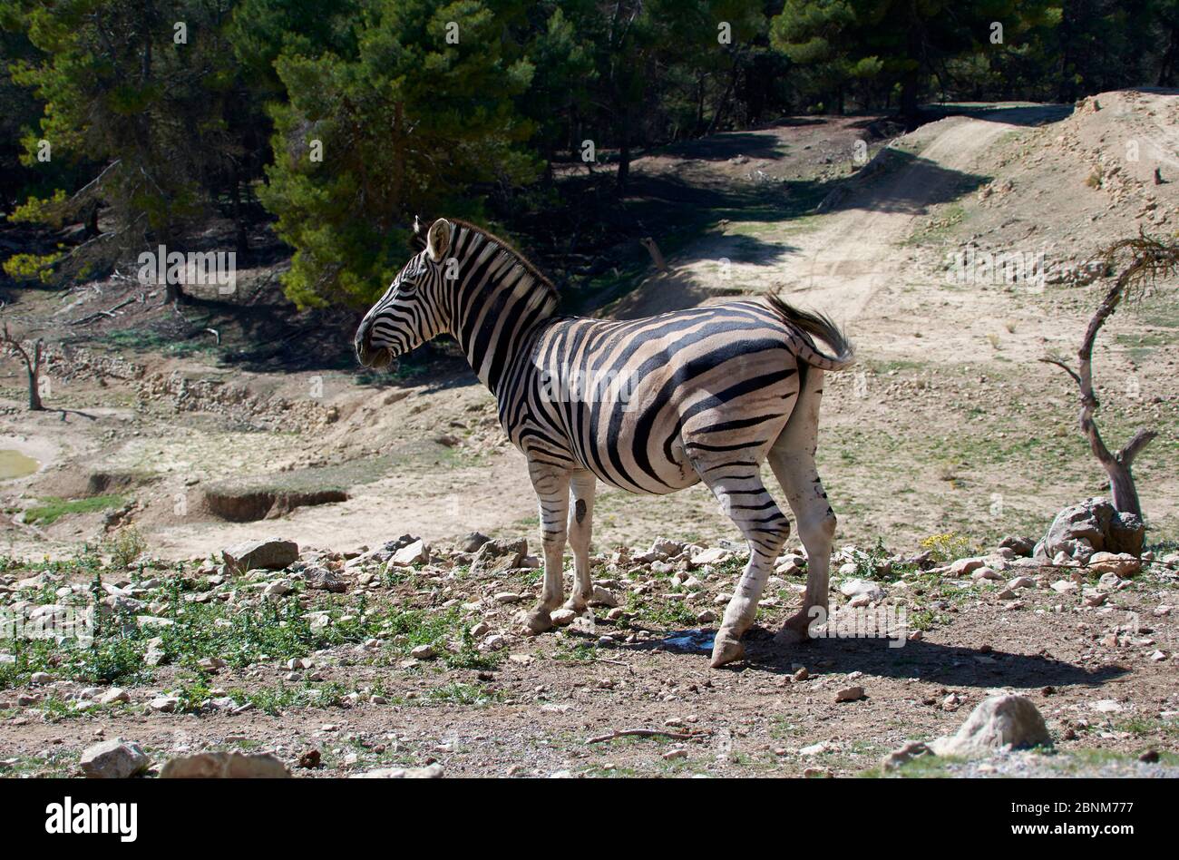 Nice zebra looking at the lands of their domains. Mother nature animals ...