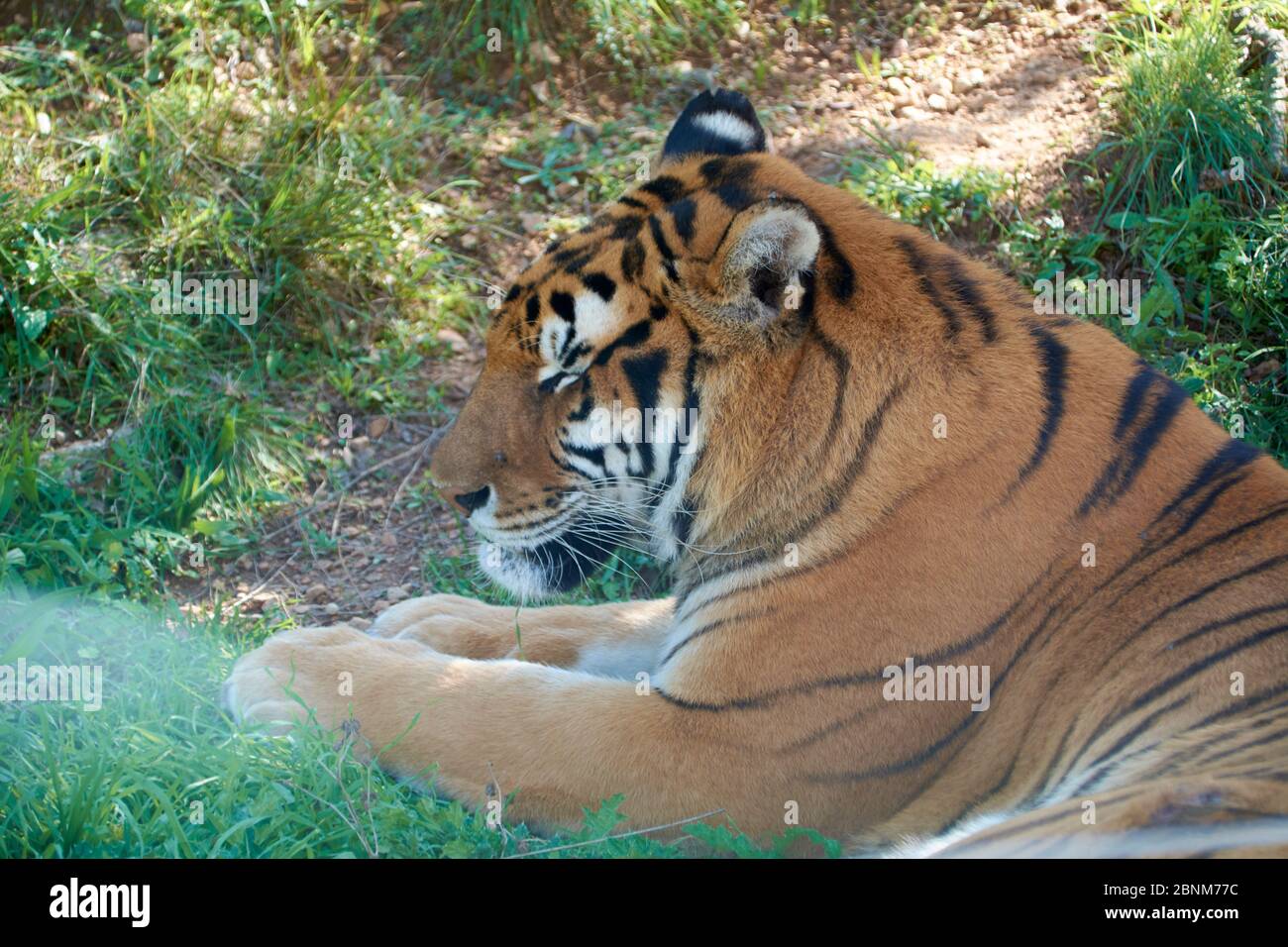 Siberian tiger mother hi-res stock photography and images - Alamy