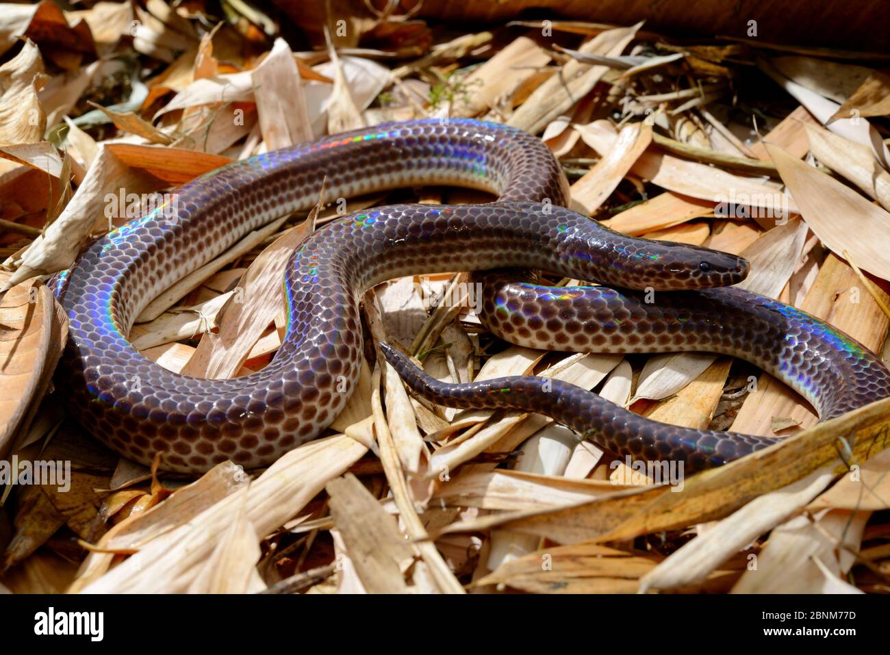 Sunbeam snake hi-res stock photography and images - Alamy