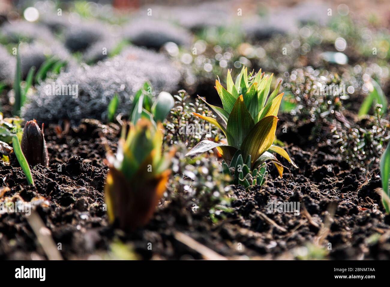 Plant, shoots, sunny Stock Photo - Alamy