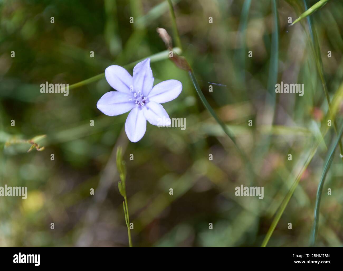 The small flower discarding on the green mantle. Colors of nature Stock ...
