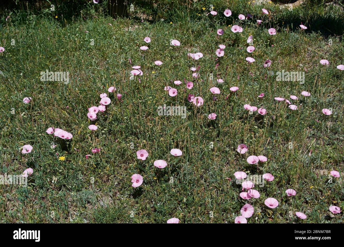 Carpet of flowers in the bright and warm spring, Colors of nature Stock ...