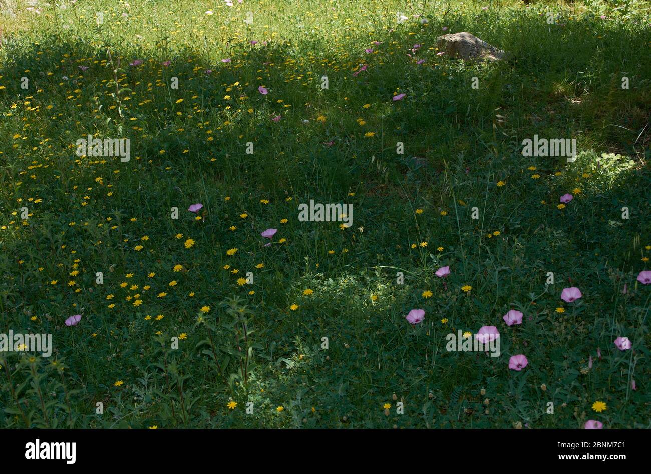 Carpet of flowers in the bright and warm spring, Colors of nature Stock ...