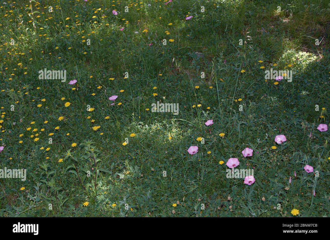 Carpet of flowers in the bright and warm spring, Colors of nature Stock ...
