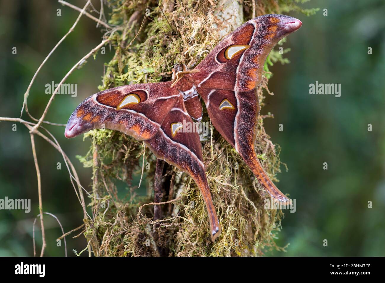 Hercules moth (Coscinocera hercules) recently emerged, montane ...