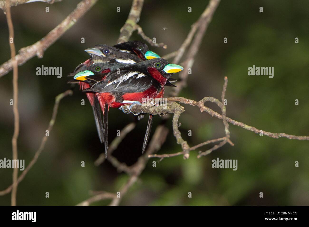 Black and red broadbill hi-res stock photography and images - Alamy