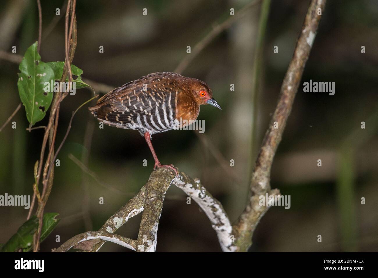 Red-legged crake (Rallina fasciata) roosting in the rainforest ...