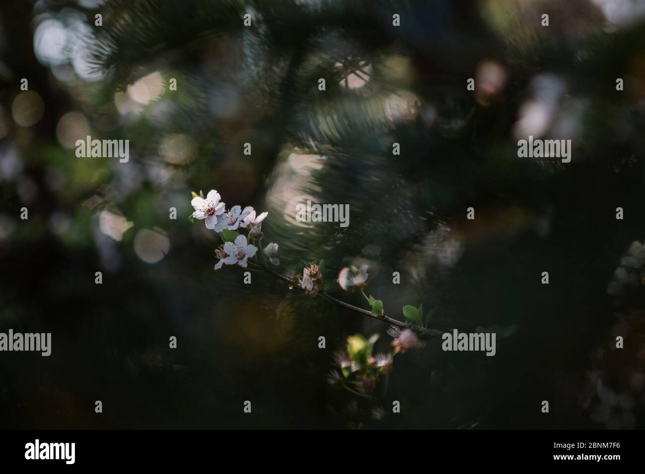 Blood plum hi-res stock photography and images - Alamy