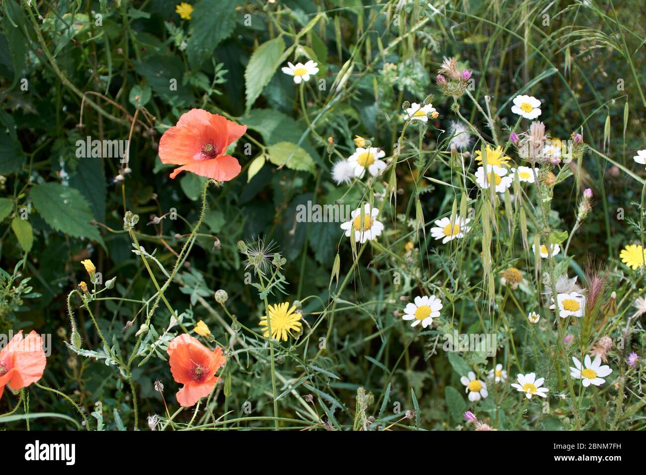 Carpet of flowers in the bright and warm spring, Colors of nature Stock ...