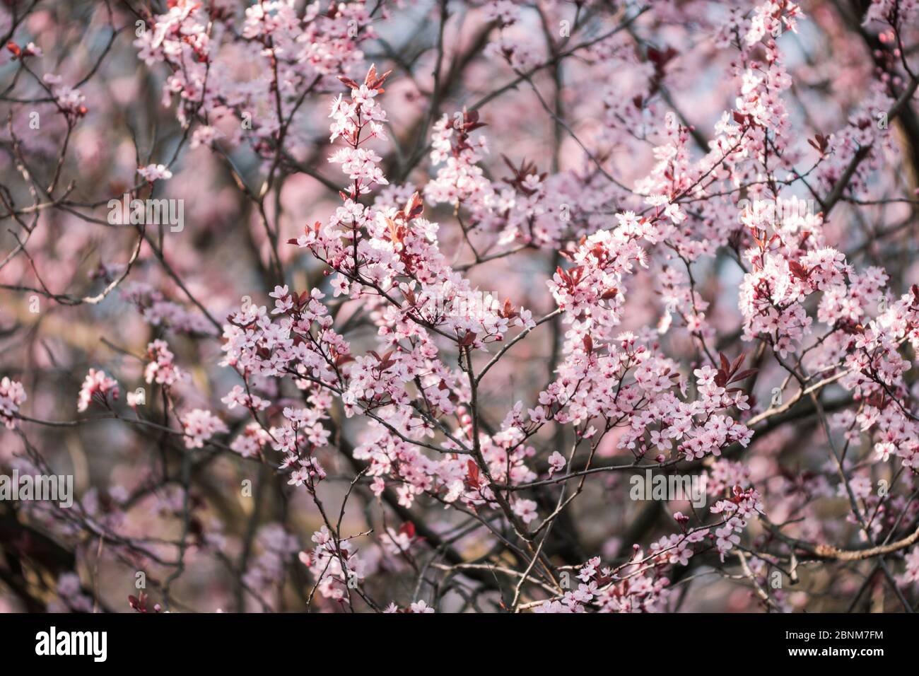 Blood plum nigra Stock Photo - Alamy