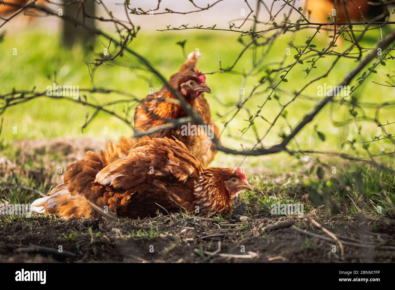 Lohmann Chicken High Resolution Stock Photography and Images - Alamy
