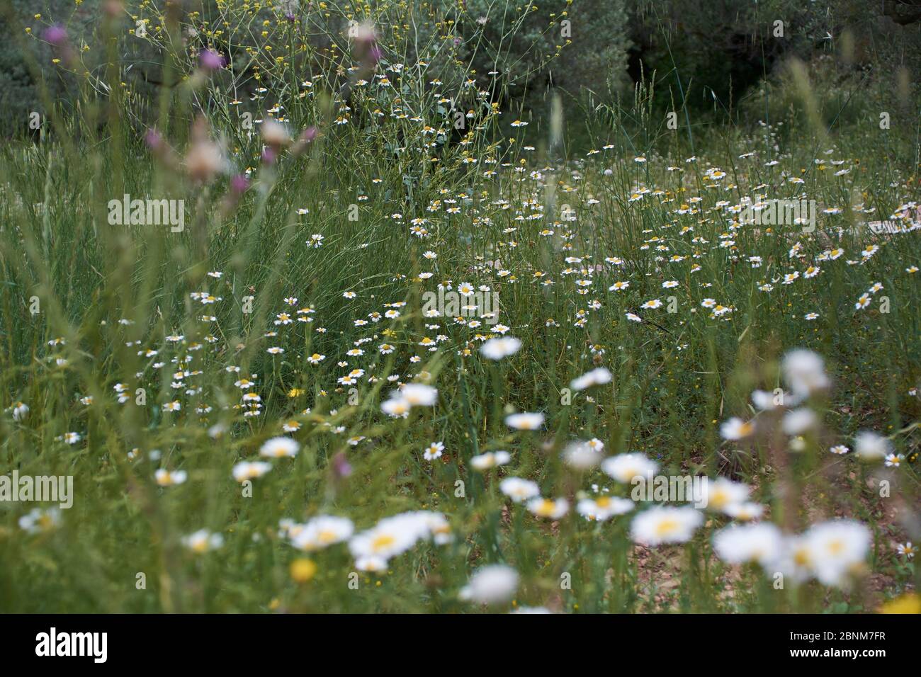 Carpet of flowers in the bright and warm spring, Colors of nature Stock ...