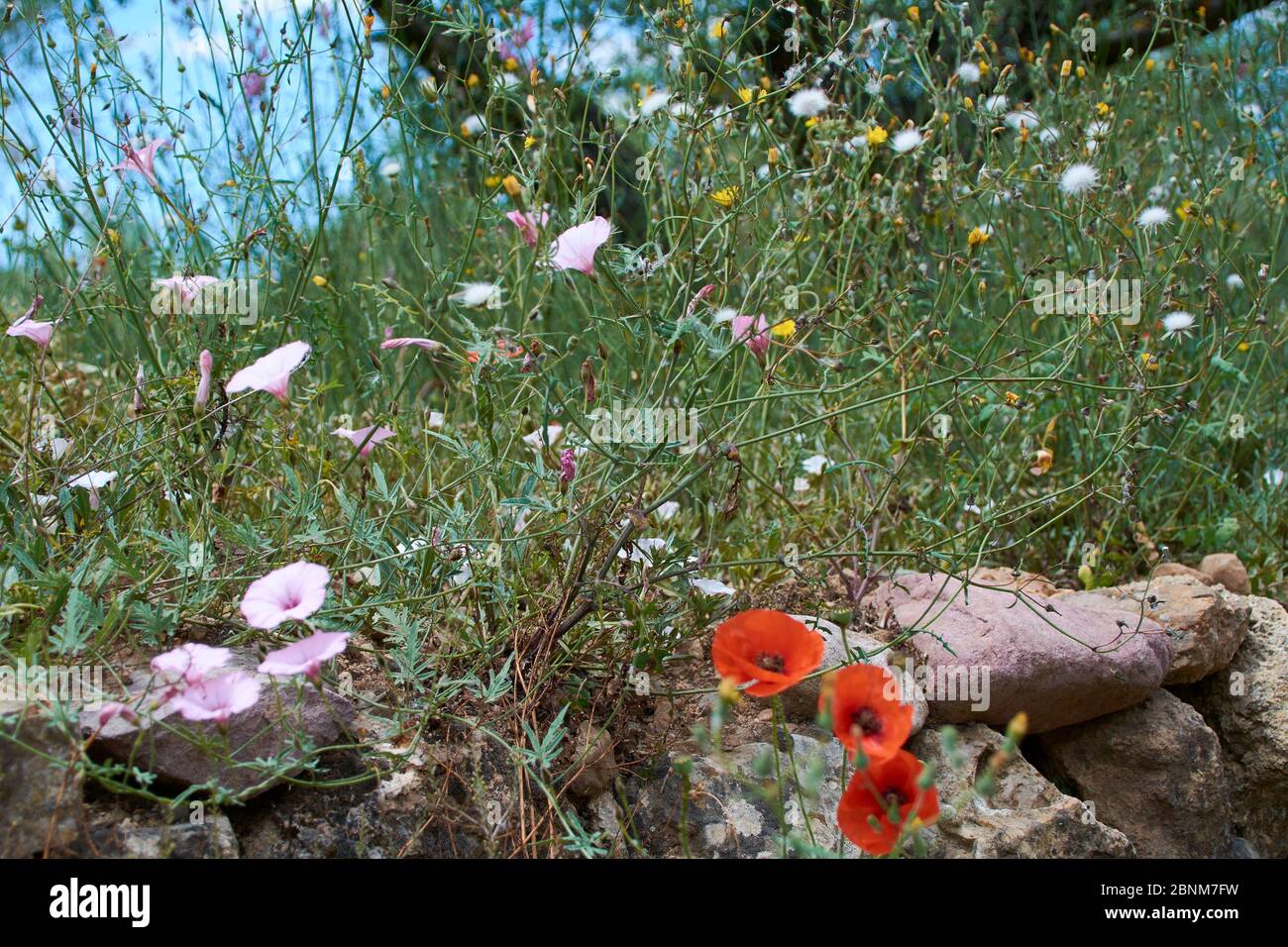 Carpet of flowers in the bright and warm spring, Colors of nature Stock ...