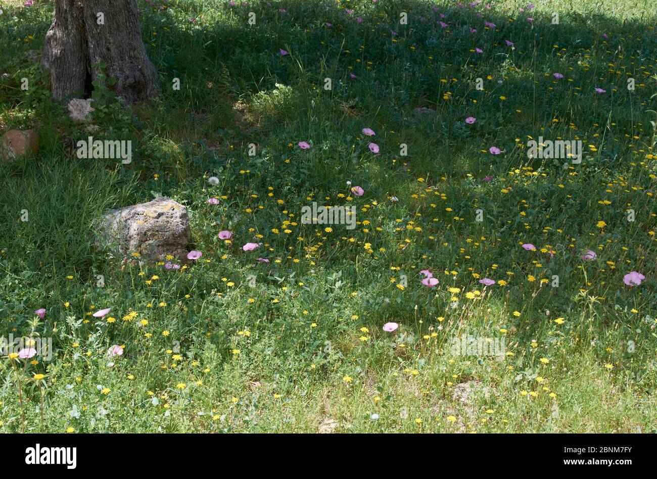 Carpet of flowers in the bright and warm spring, Colors of nature Stock ...