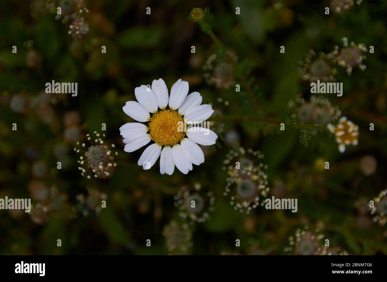 The small flower discarding on the green mantle. Colors of nature Stock ...