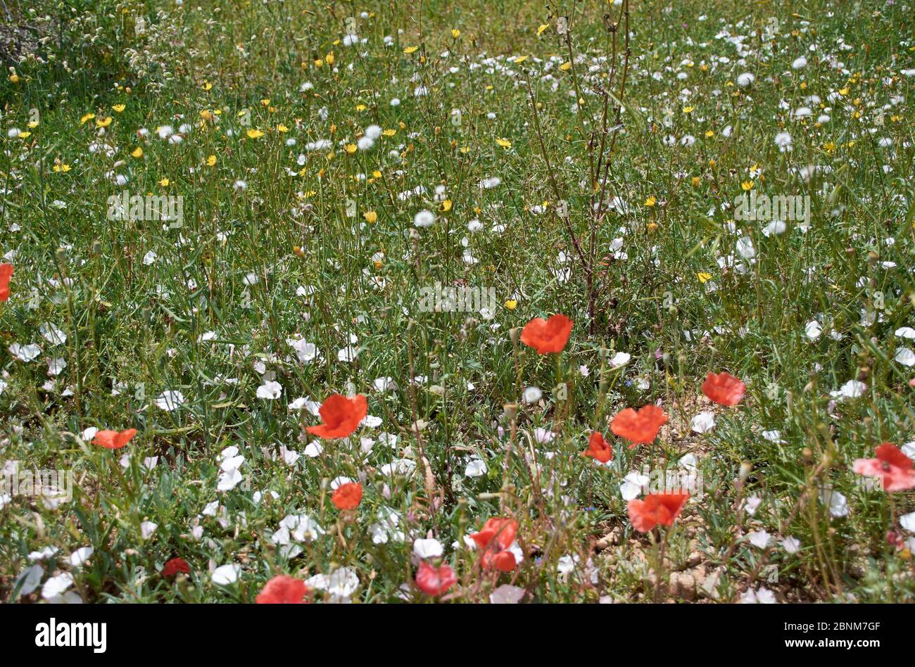 Carpet of flowers in the bright and warm spring, Colors of nature Stock ...