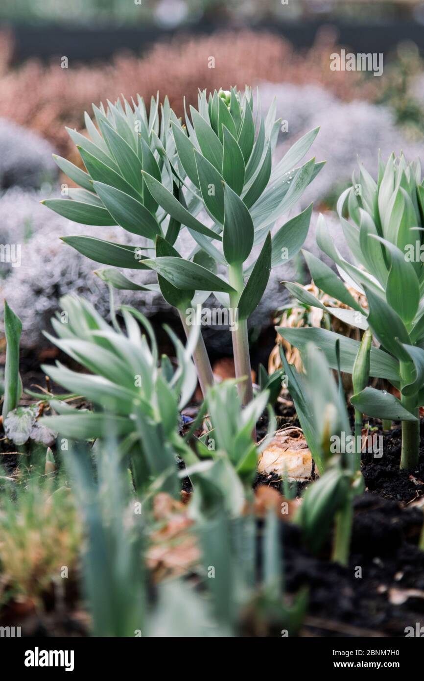 Rose root hi-res stock photography and images - Alamy