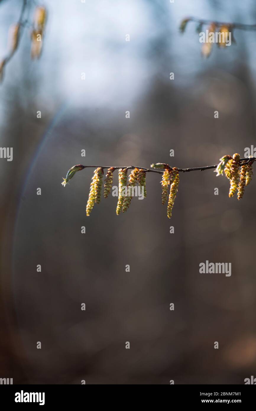 Hazel kittens hi-res stock photography and images - Alamy