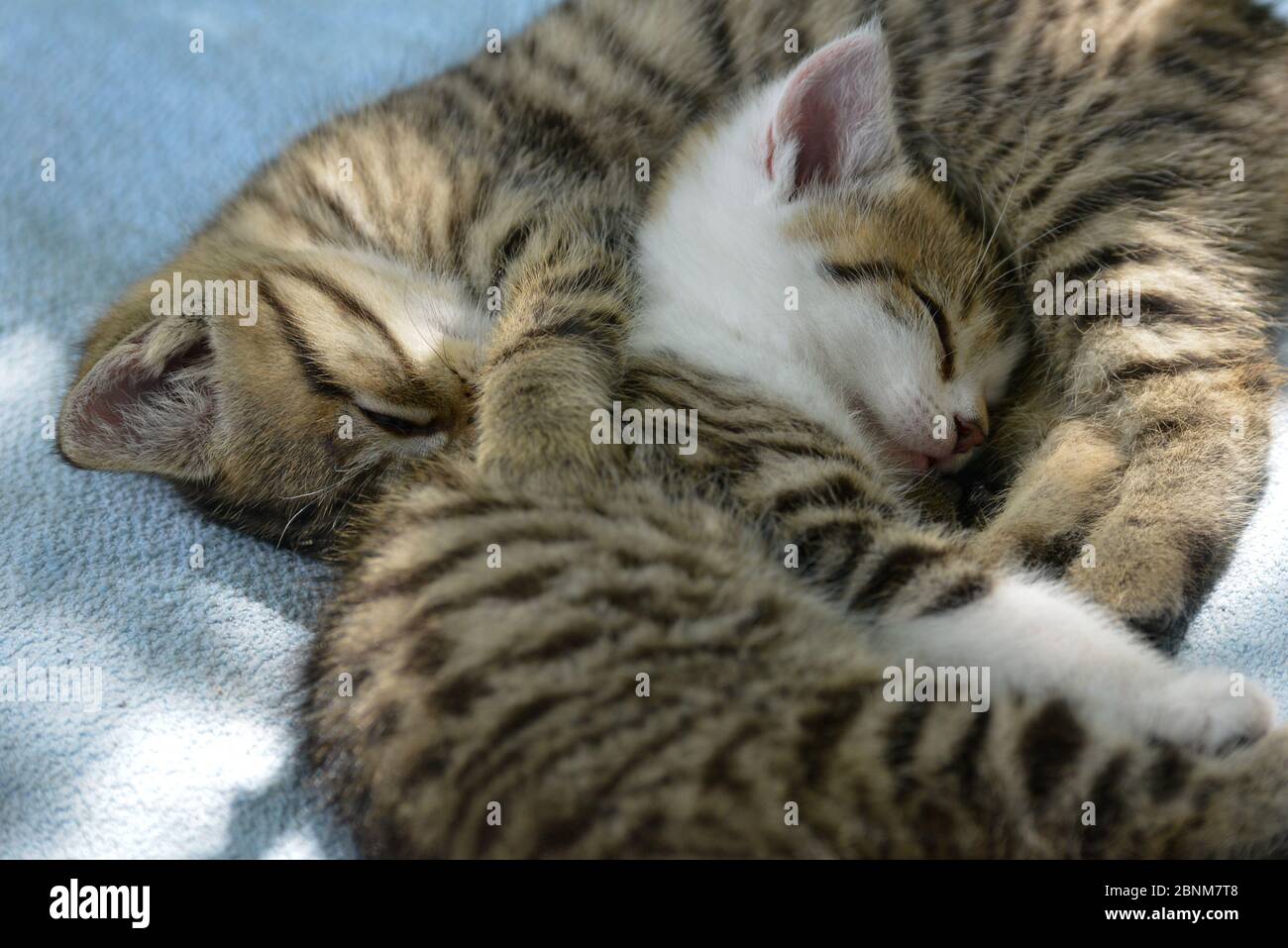 Two cats sleep hi-res stock photography and images - Alamy