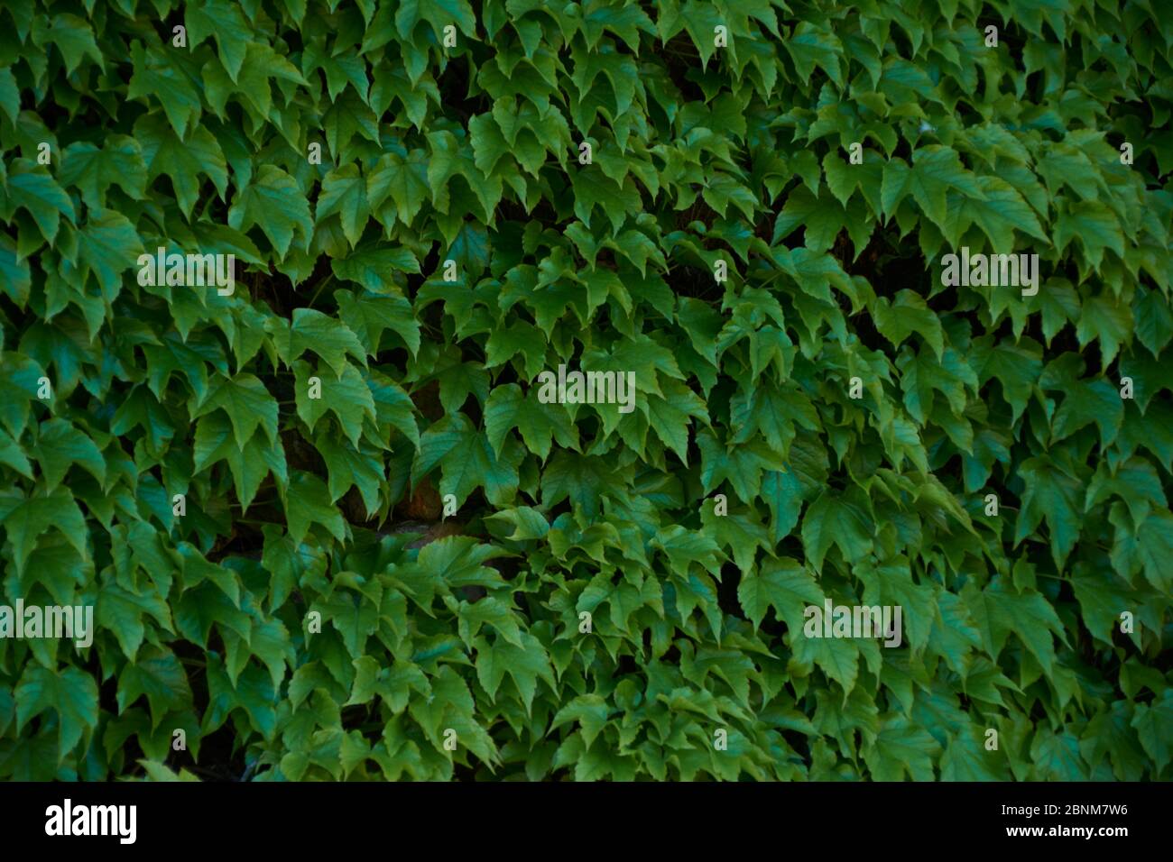 Wall covered with ivy covering the stone Colors of nature Stock Photo ...