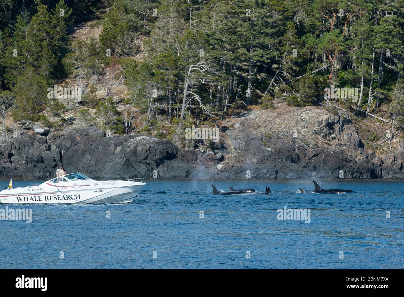 Whale researcher Ken Balcomb photographs southern resident Killer ...