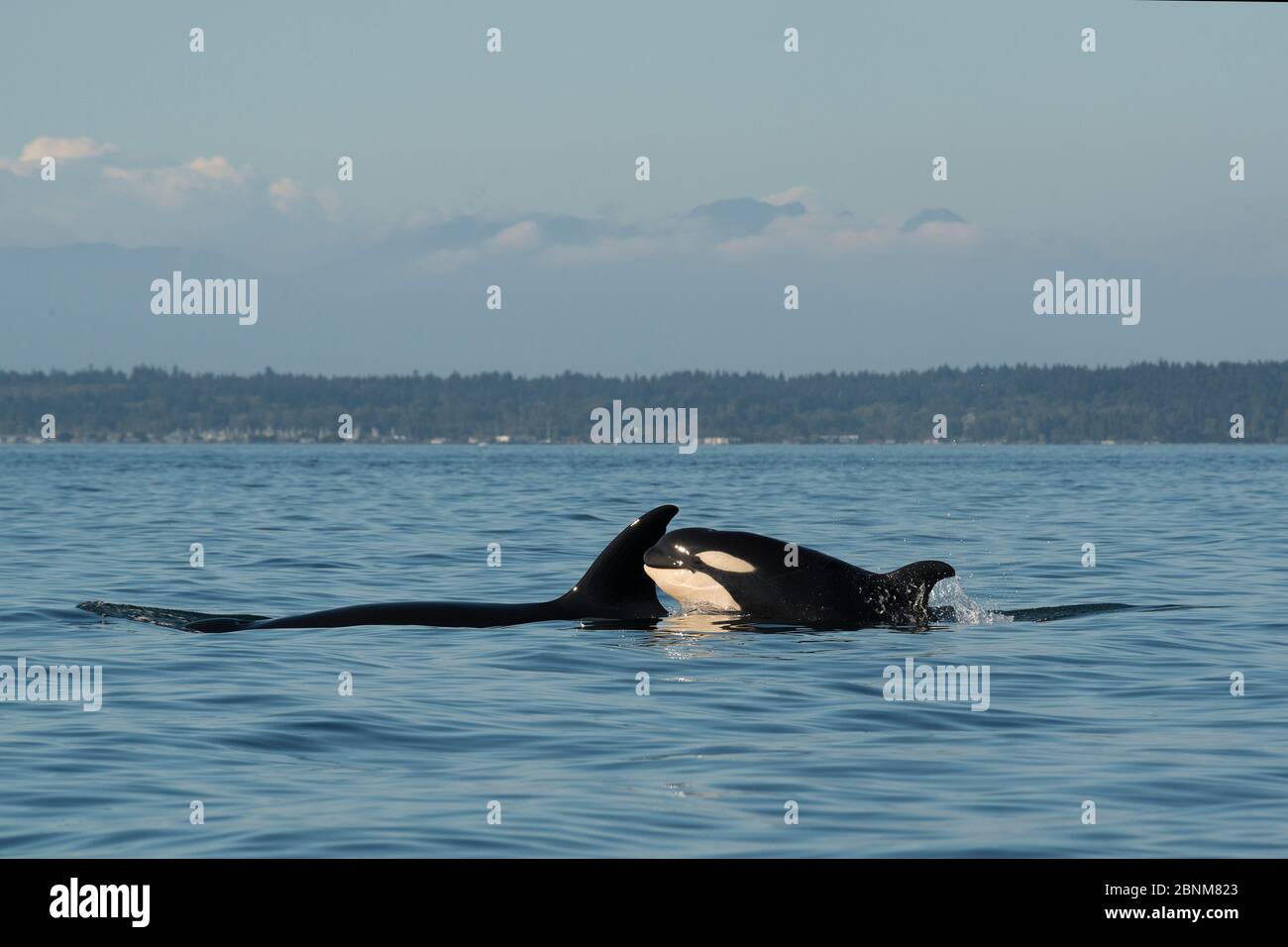 Killer whale / orca (Orcinus orca) porpoising out of the water, Salish ...