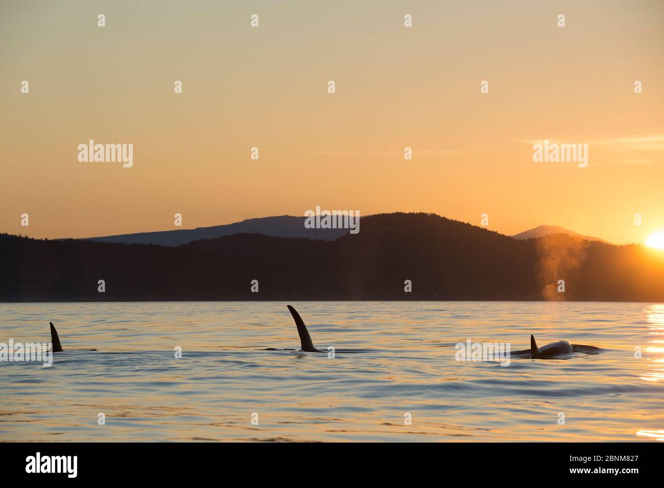 Killer whales / orcas (Orcinus orca) transients surfacing at sunset ...
